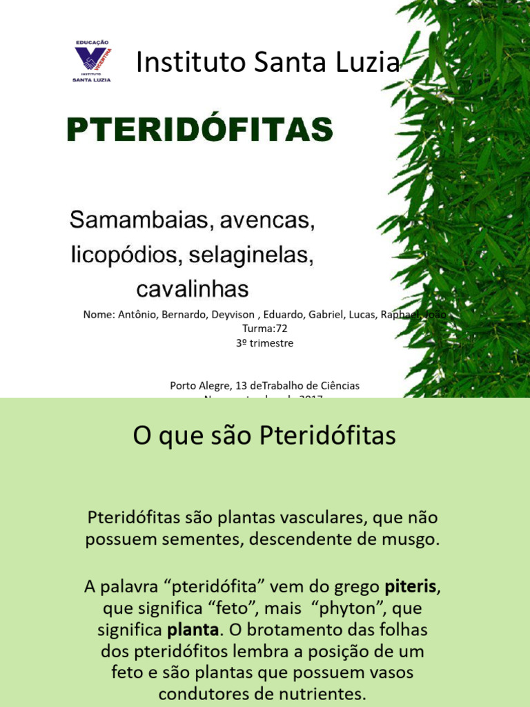Características das Pteridófitas | PDF | Ciências e Matemática