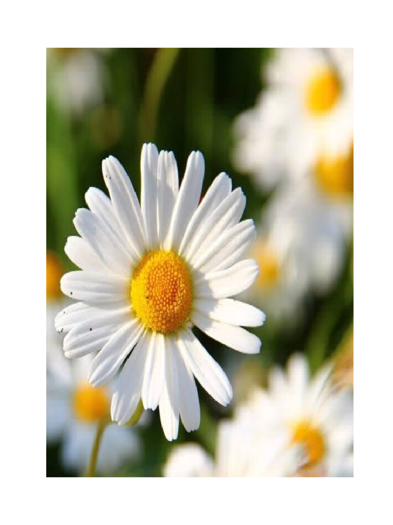 Daisy | PDF