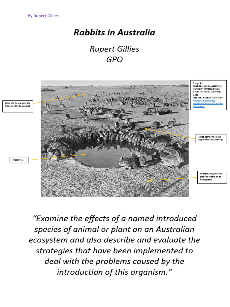 Rabbits in Australia - Assesment #3 | PDF