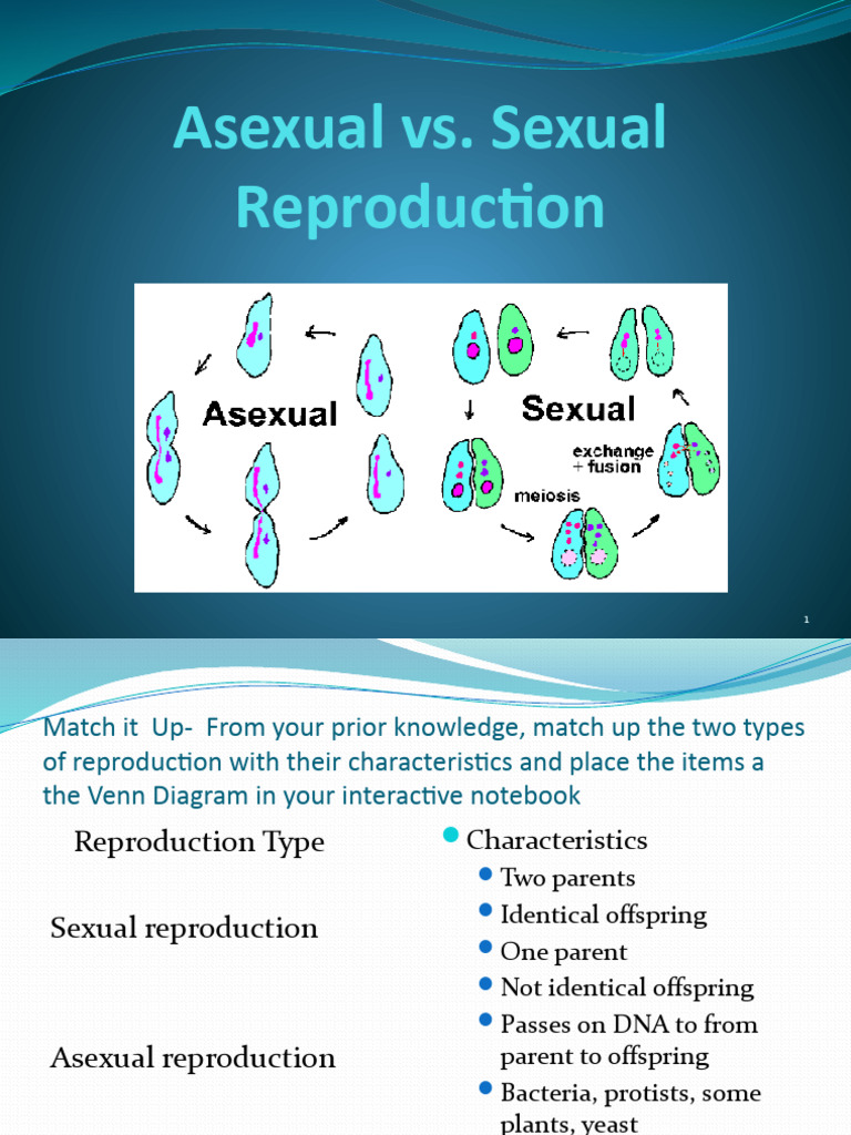 Asexual Vs Sexual Reproduction PowerPoint | Download Free PDF | Sexual ...