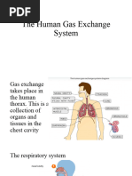 Life Sciences Gr.11 Lesson 35 Gaseous Exchange (Human Gas Exchange ...