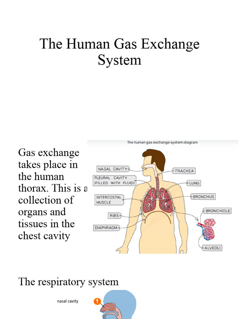 The Human Gas Exchange System | PDF | Respiratory Tract | Lung