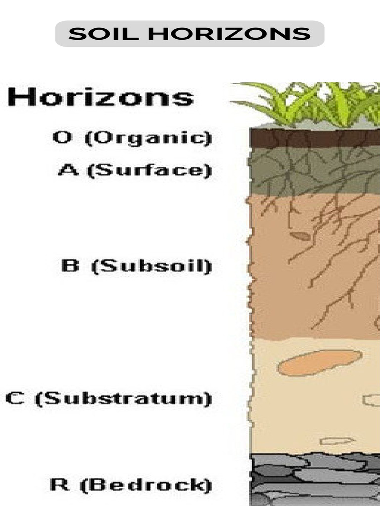Soil Horizons Infographic in Brown Blue Organic Simple Style | PDF ...