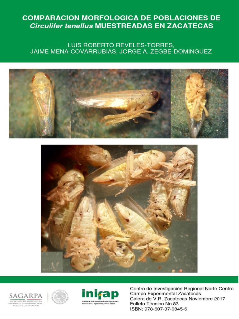 circulifer tenellus | PDF