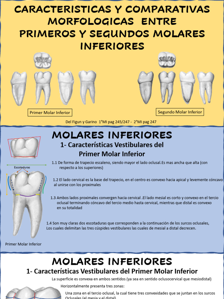 Primer y Segundo Molar Inferior | PDF | Ciencia y matemáticas