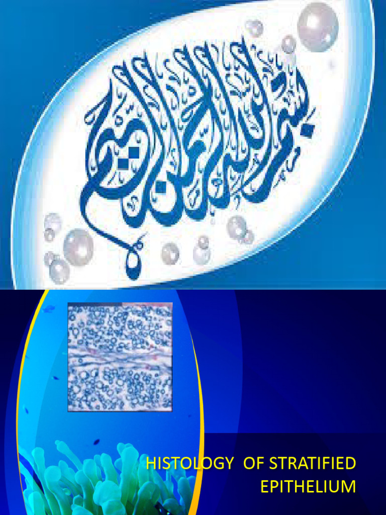 Histology of Stratified Epithelium Overview | PDF | Epithelium ...