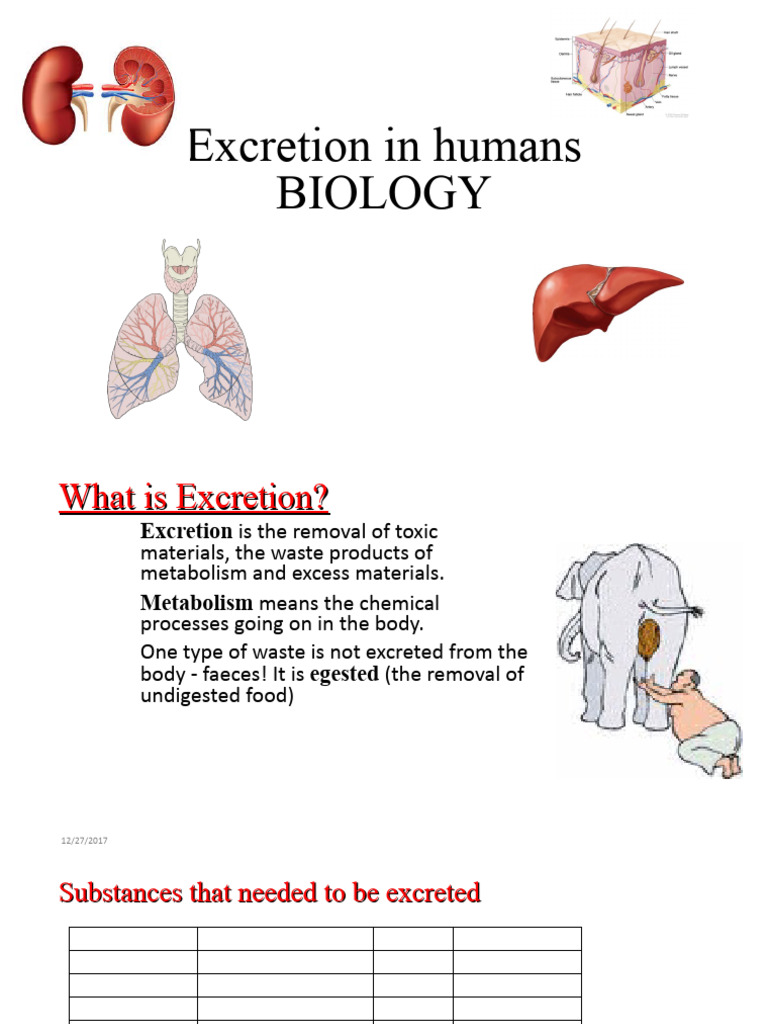Human Excretion and Kidney Function | PDF | Wellness