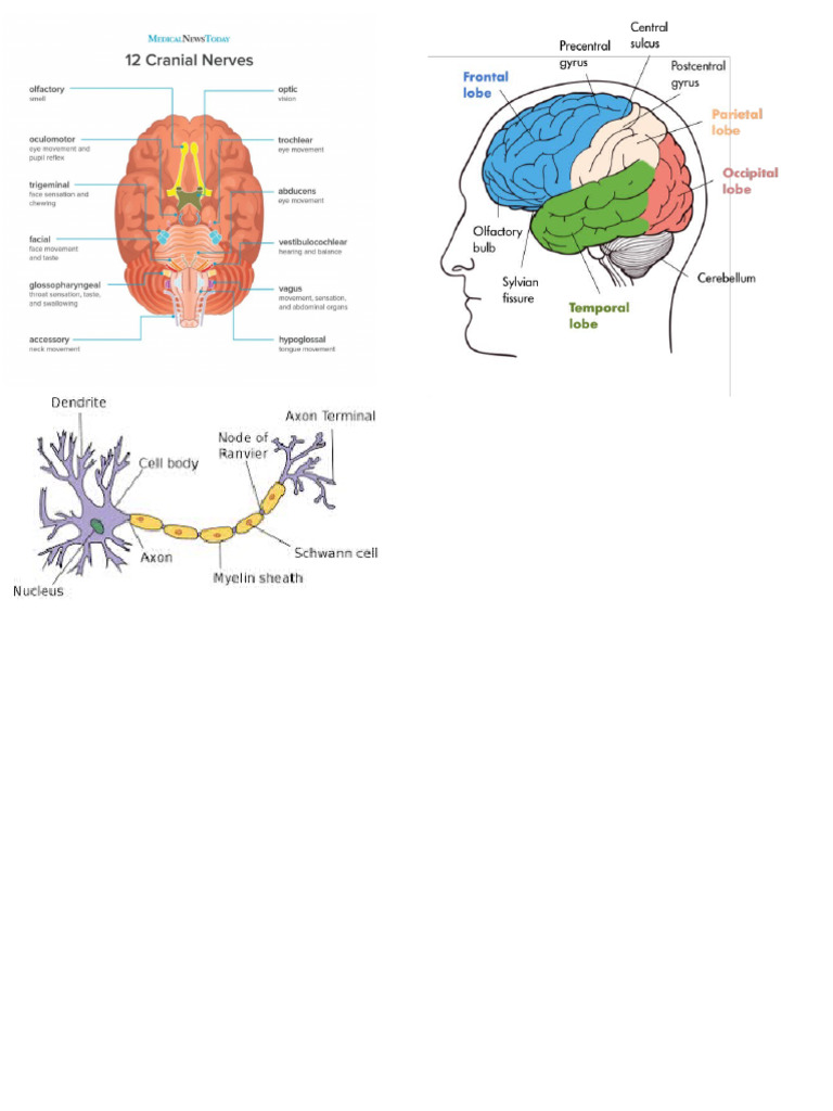 PART OF THE BRAIN | PDF