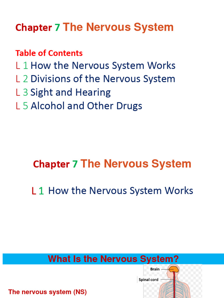 The Nervous System | PDF | Neuron | Nervous System