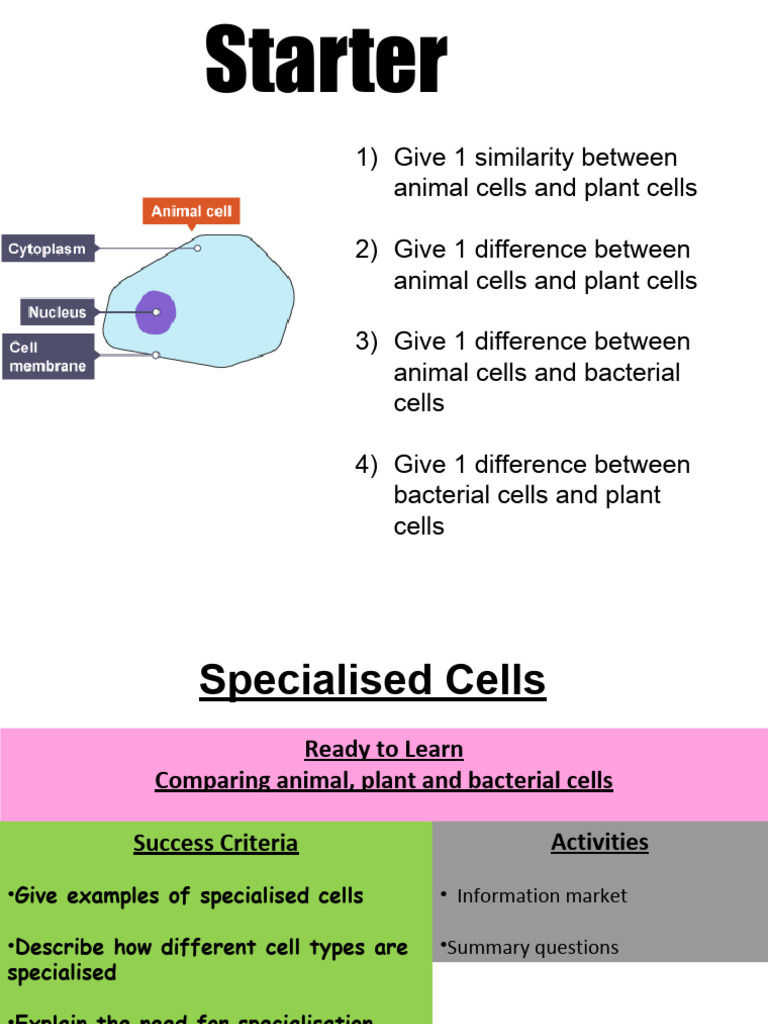 Lesson-2-Specialised-cells | PDF | Cell (Biology) | Fertilisation