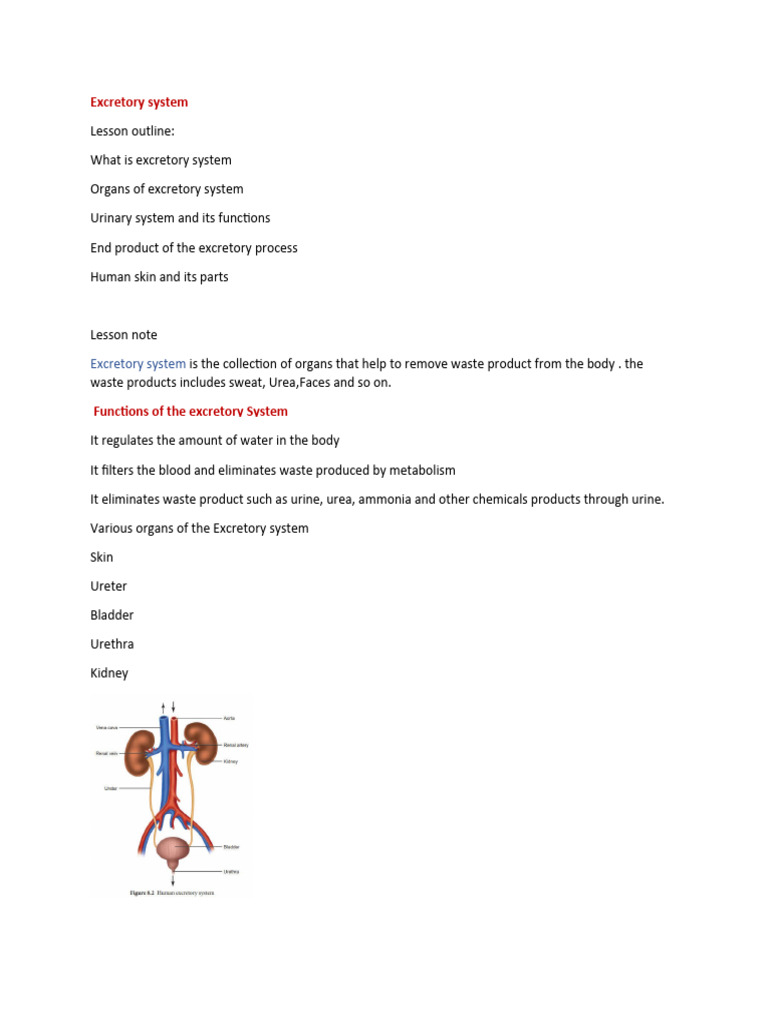 Excretory System | PDF