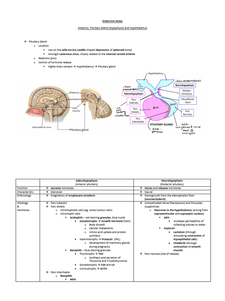 Endocrine Notes | PDF