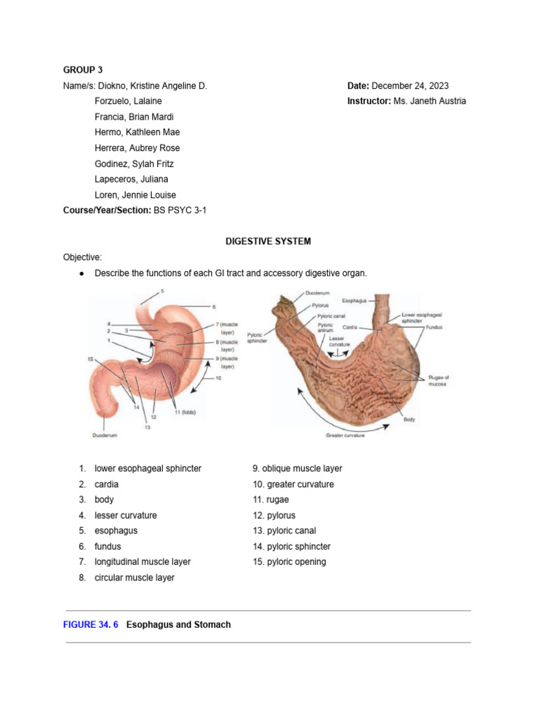 Digestive System Labsheet | PDF | Stomach | Human Digestive System