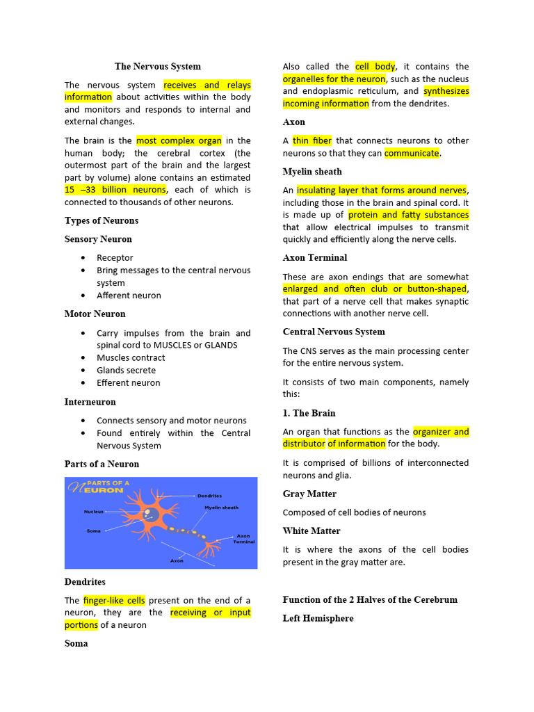 The Nervous System | PDF | Menstrual Cycle | Neuron