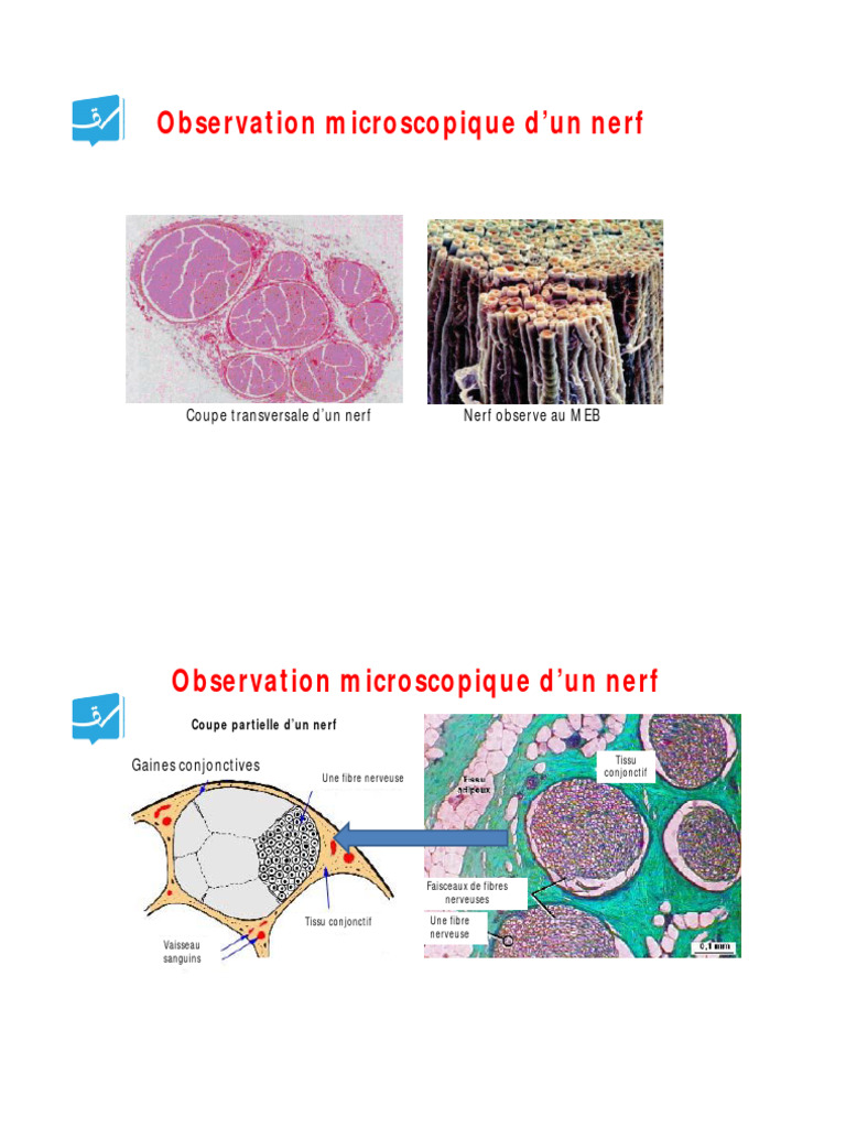 Observation microscopique d'un nerf | PDF