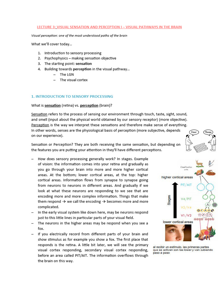 Visual Pathways: Sensation to Perception | PDF | Perception | Senses