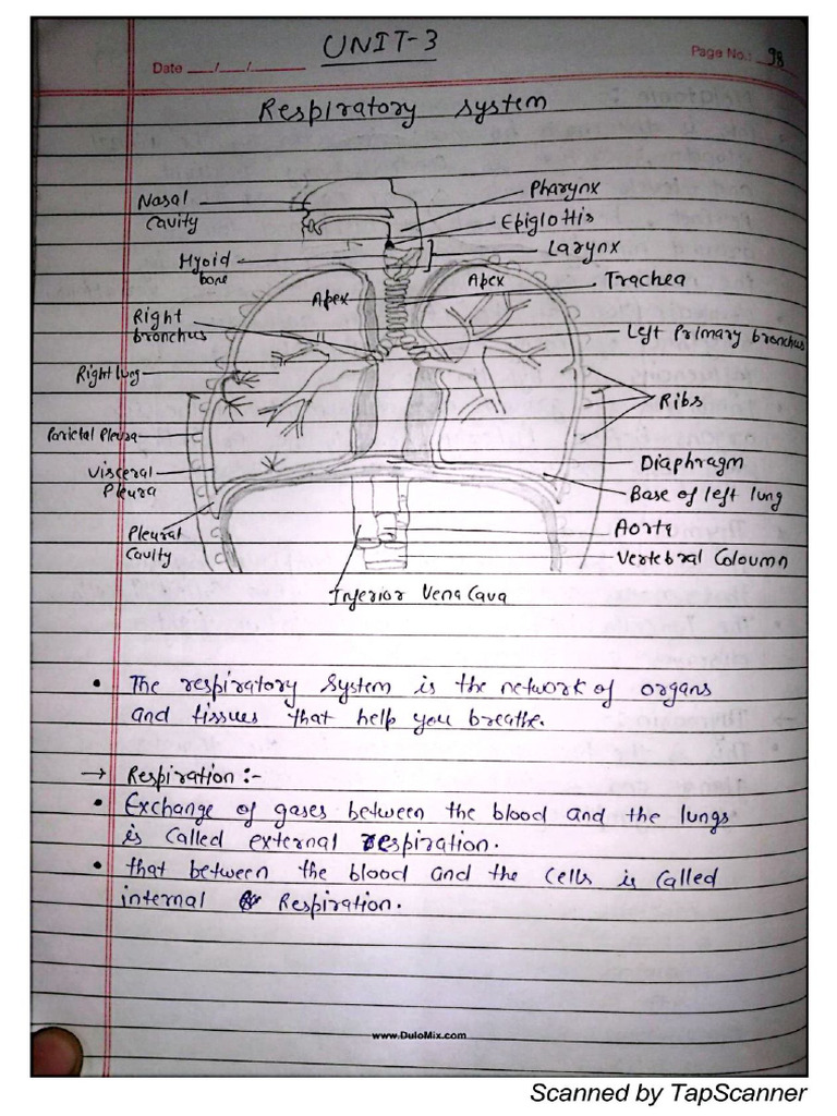 HAP 2 Unit 3 Respiratory System | PDF
