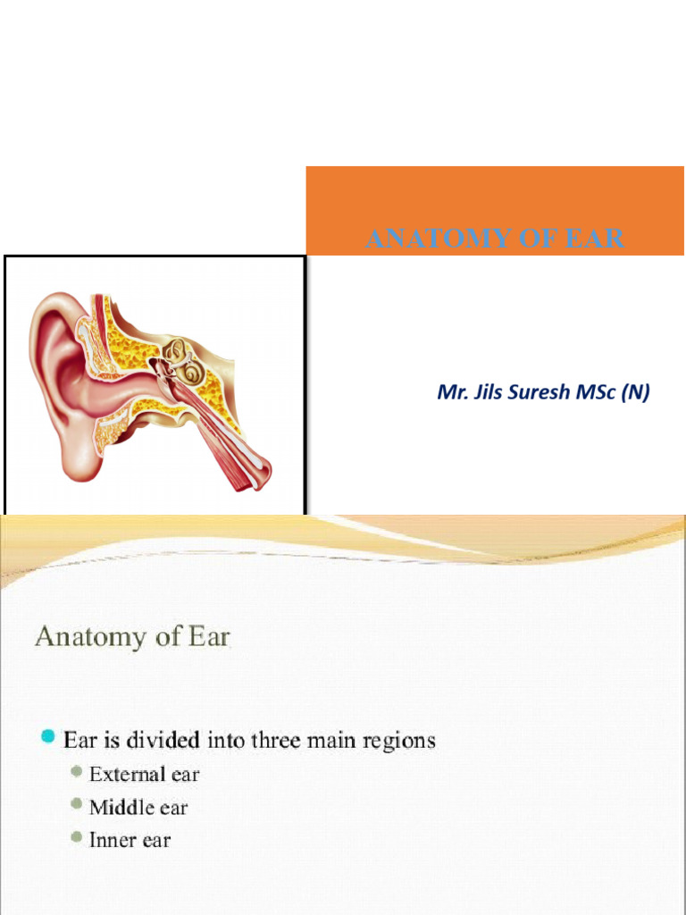 Anatomy of Ear | PDF