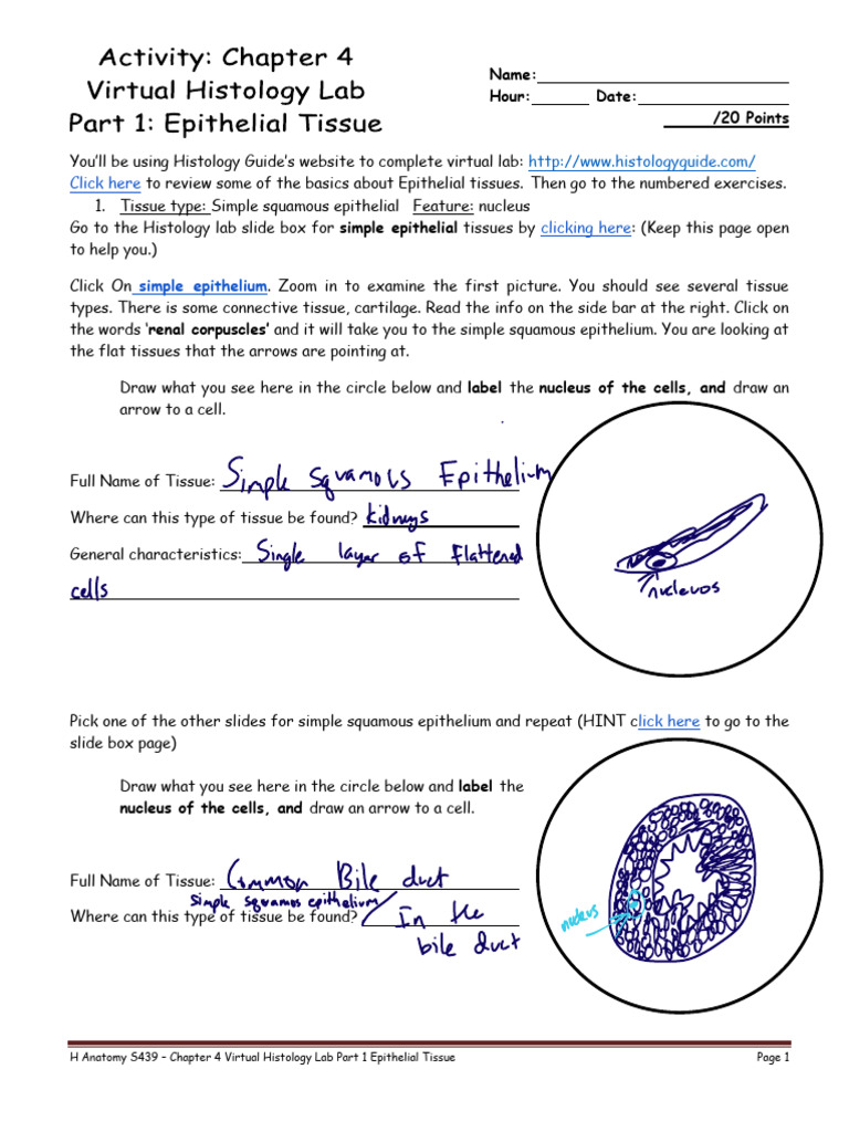 Histology+Virtual+Lab+Part+1+Epithelial+Tissue | PDF | Epithelium ...