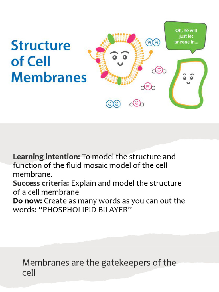 The Cell Membrane | PDF | Cell Membrane | Phospholipid