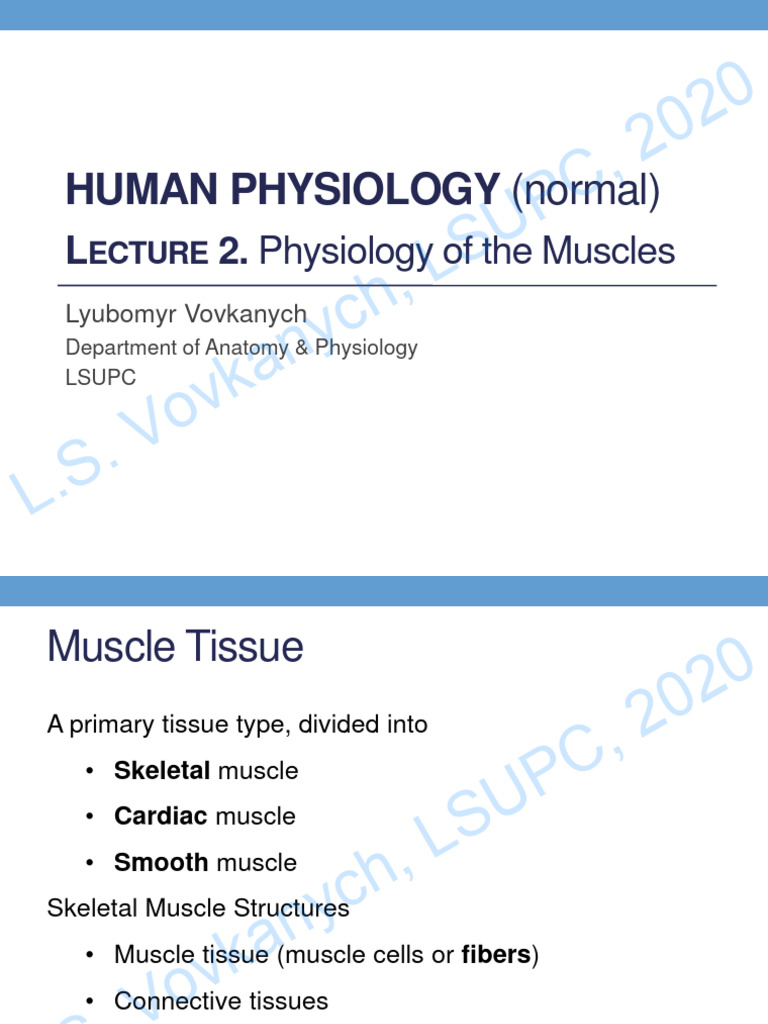 Lecture 2. Physiology of muscles | PDF