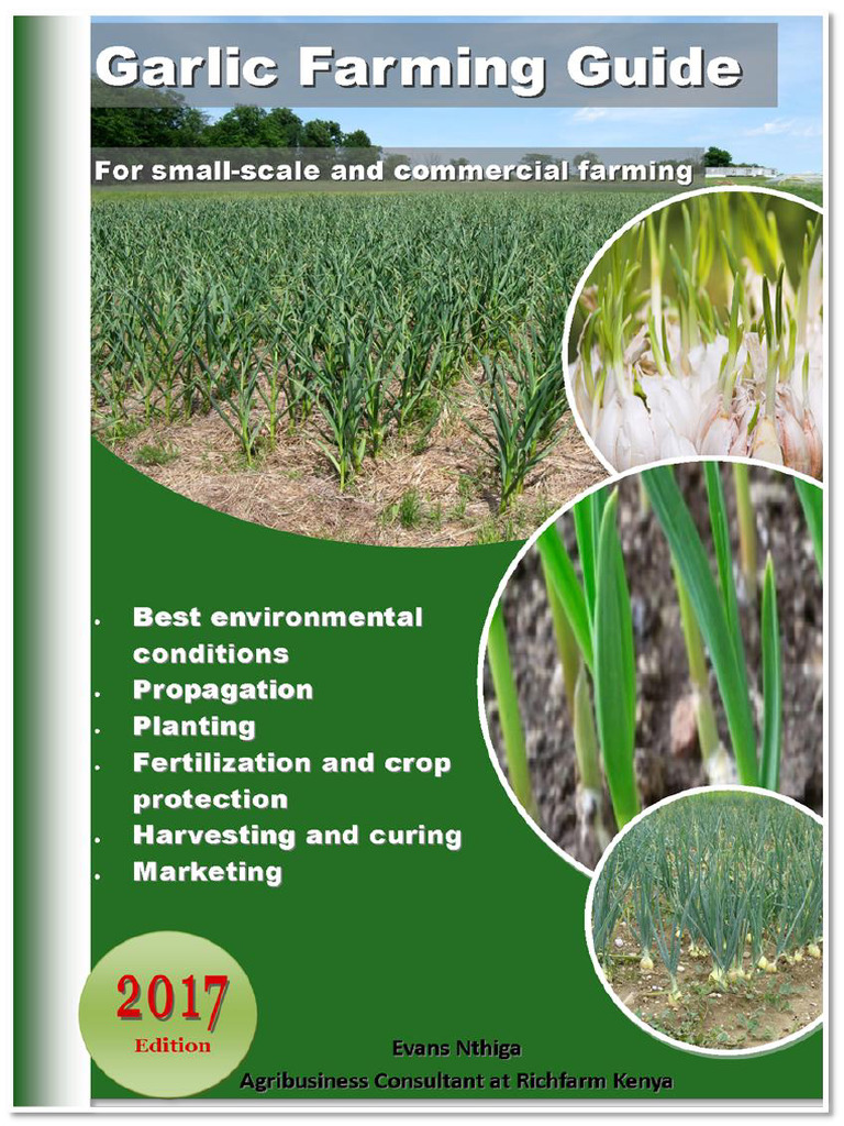 Garlic Farming Guide | PDF | Garlic | Mulch