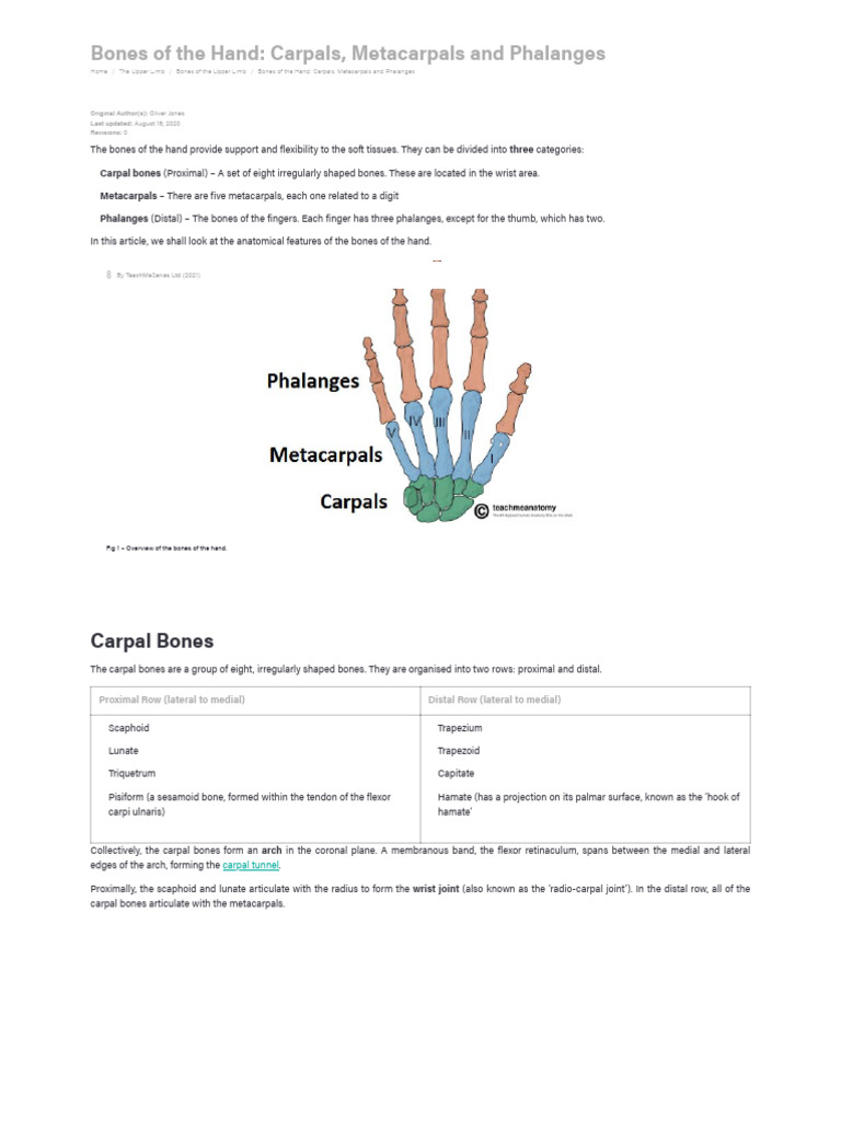 Ana211 osteology of the hand | PDF | Hand | Limbs (Anatomy)