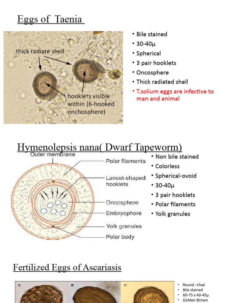 Bile Stained vs Non Bile Stained Eggs | PDF | Egg | Parasitology