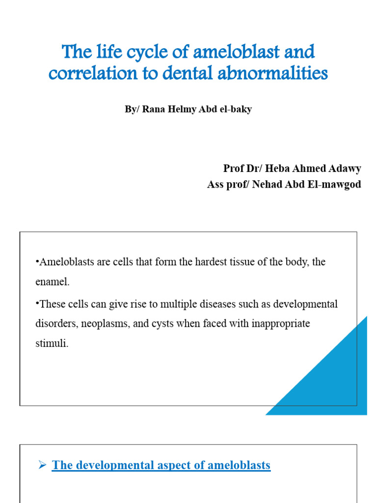 Life Cycle of Ameloblast | PDF | Epithelium | Tooth Enamel