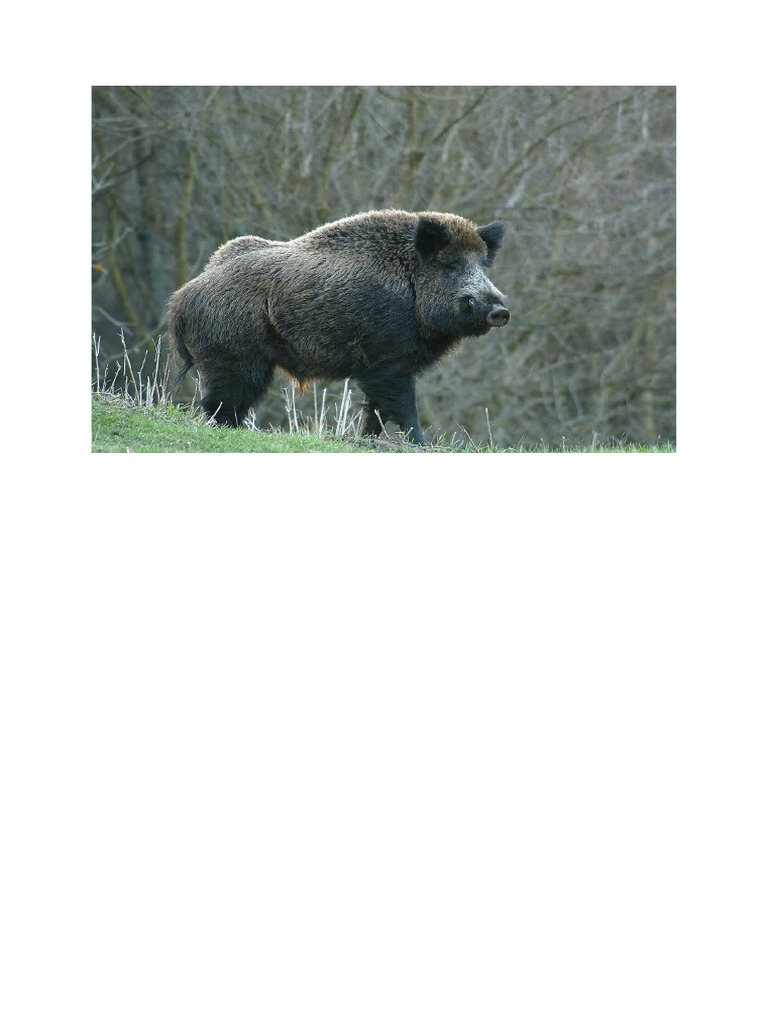 Boar | PDF