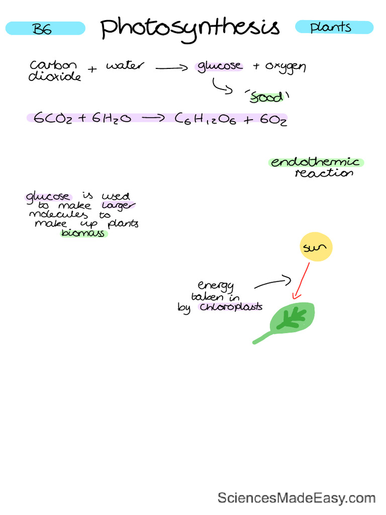 Biology Paper 2 Notes Bundle | PDF