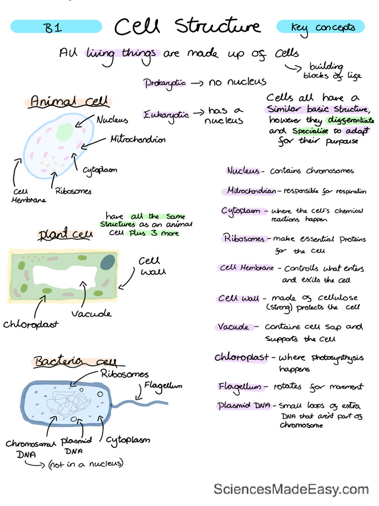 Biology Paper 1 Notes Bundle | PDF | Cell (Biology) | Axon