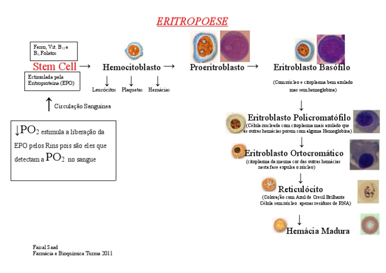 Eritropoese | PDF | Hemácia | Tecido (Biologia)