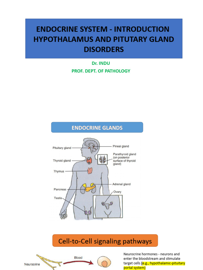 ENDOCRINE SYSTEM INTRODUCTION | PDF