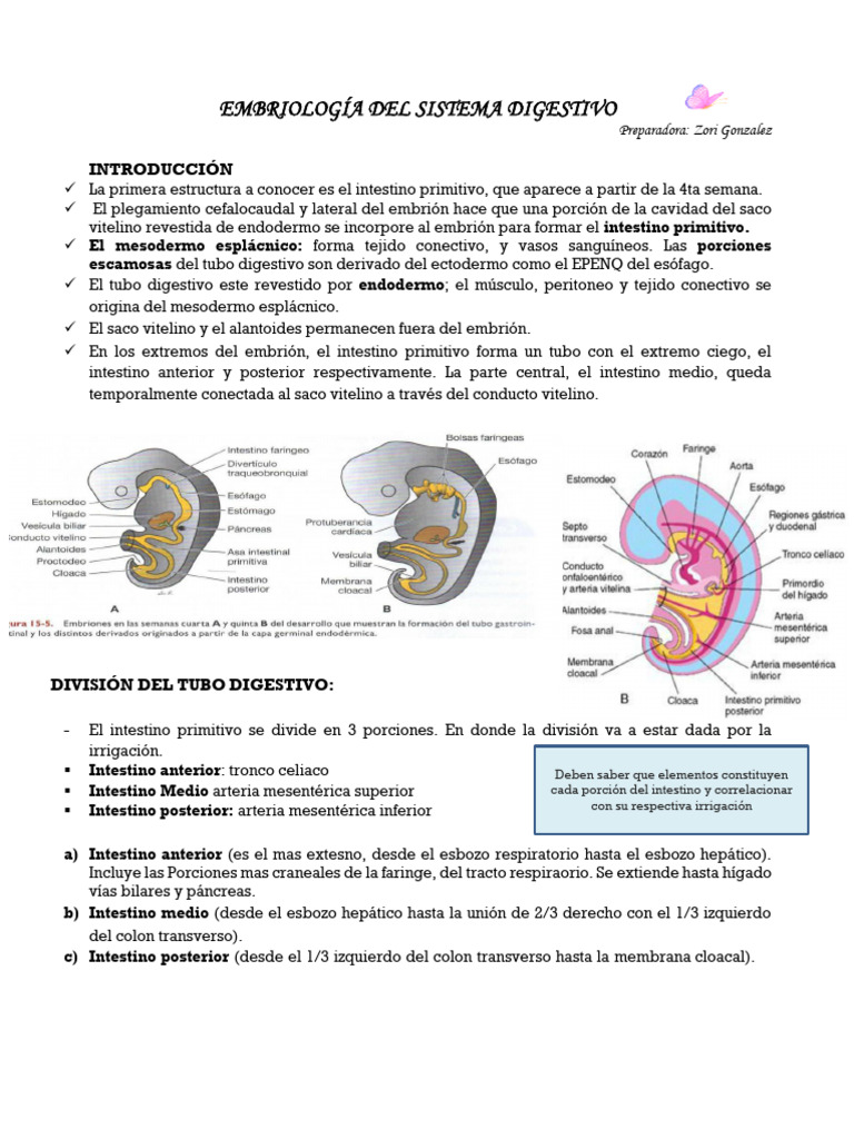EMBRIOLOGÍA DE APARATO DIGESTIVO | PDF | Tracto gastrointestinal ...