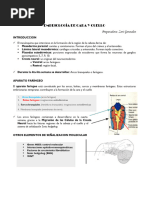 Arcos Branquiales en Embriología | PDF | Anatomía humana | Cabeza y ...