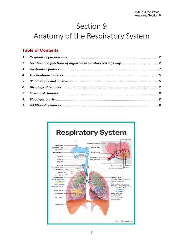 Anatomy - Section 9 | PDF | Lung | Respiratory Tract