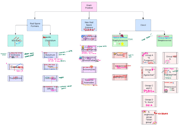 Gram Positive | PDF | Microbiology | Bacteria
