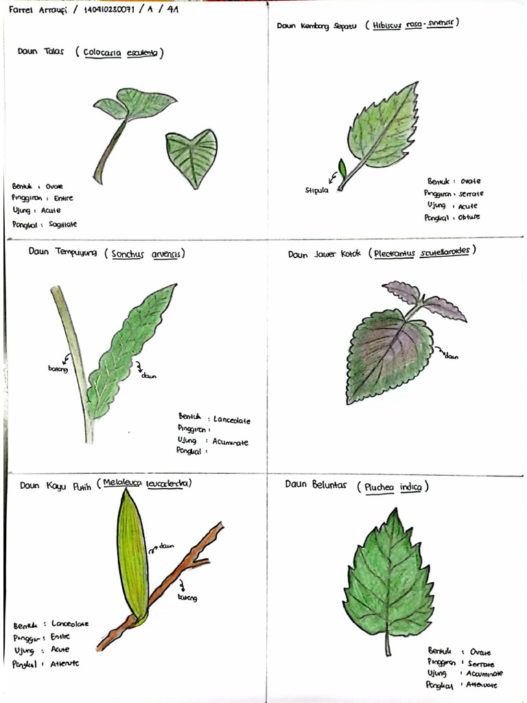 4A Farrel Arraufi 14401023071 Morfologi Daun | PDF