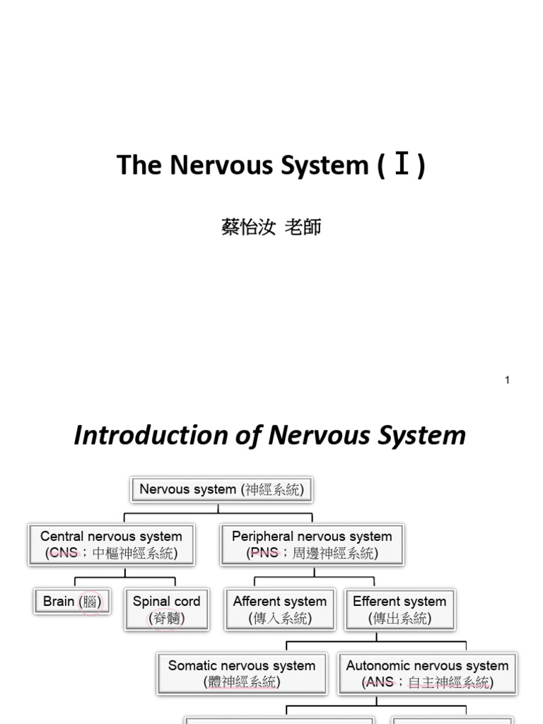 Overview of the Nervous System | PDF | Nervous System | Brainstem
