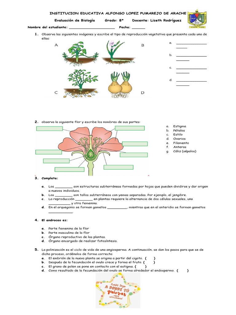 Reproducción de Plantas: Evaluación 8° | PDF | Flores | Reproducción