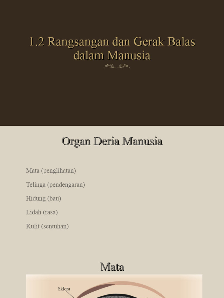 1.2 Rangsangan Dan Gerak Balas Manusia | PDF