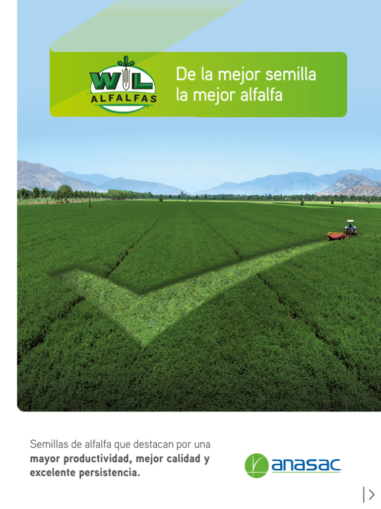 Alfalfa WL: Alta Productividad y Resistencia | PDF | Alfalfa | Pasto