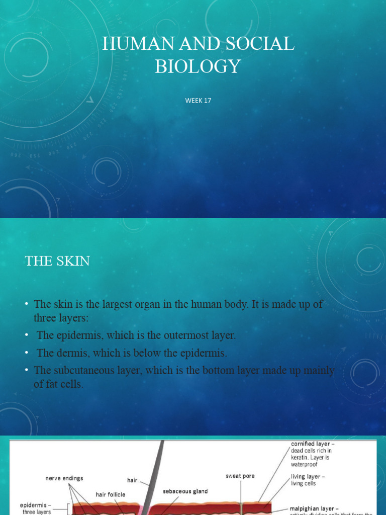 HSB week 17 | PDF | Homeostasis | Glucose