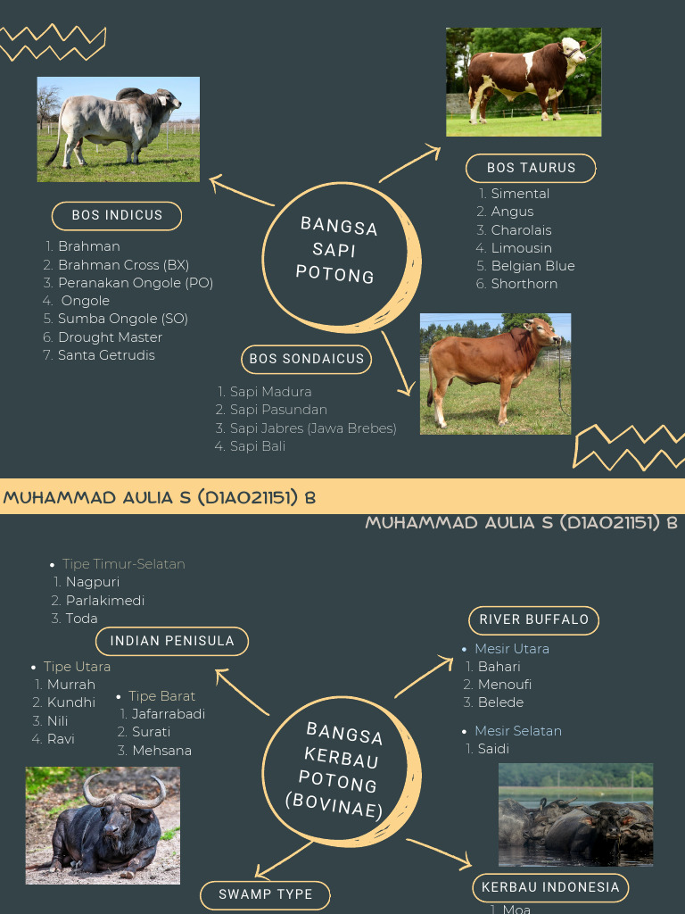 Varietas Sapi dan Kerbau Indonesia | PDF