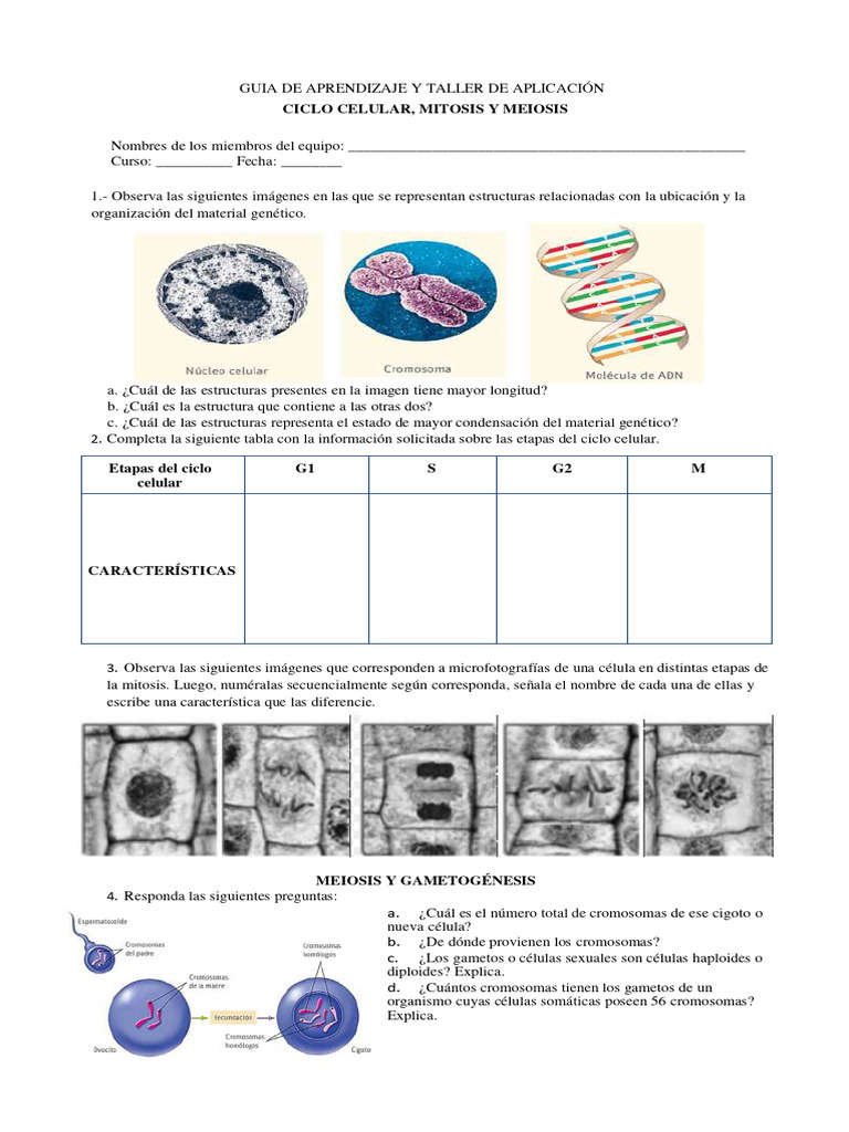 Taller Division Celular Mitosis y Meiosis - 2024 | PDF | Mitosis | Mitosis