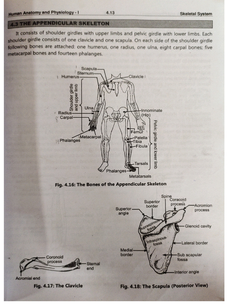 Appendicular skeleton | PDF