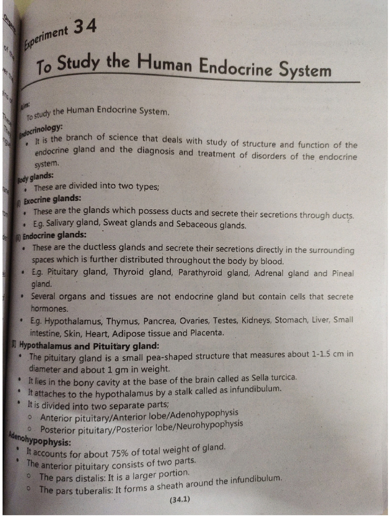 Endocrine System | PDF