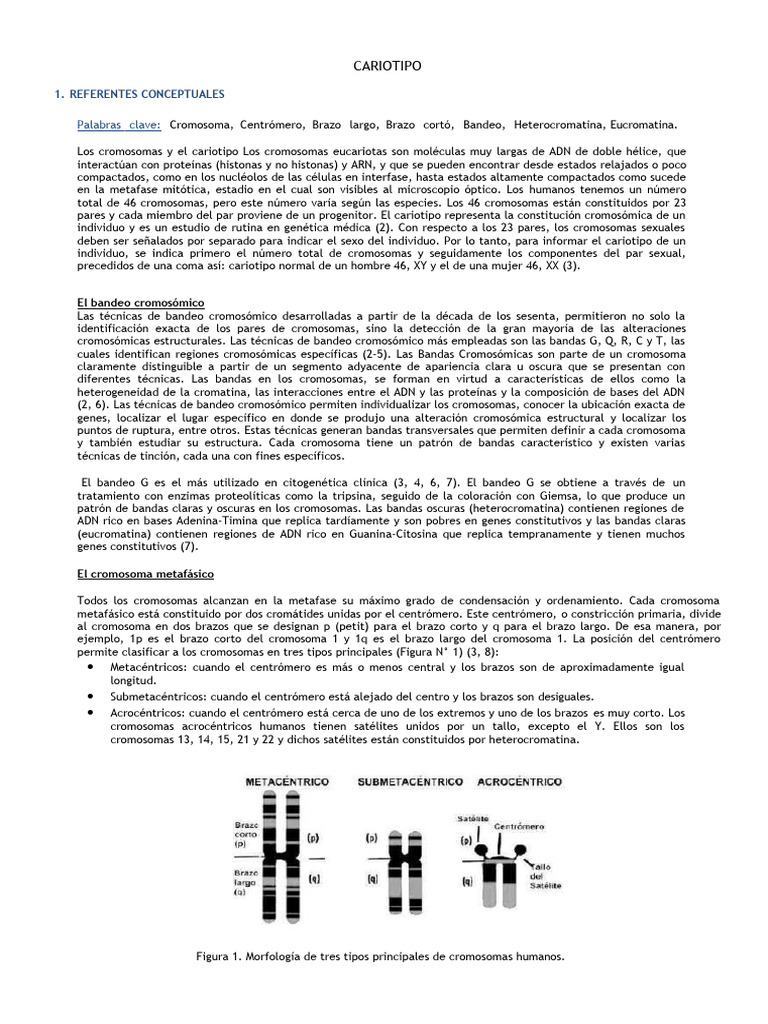 CARIOTIPO | PDF | Cromosoma | Cariotipo