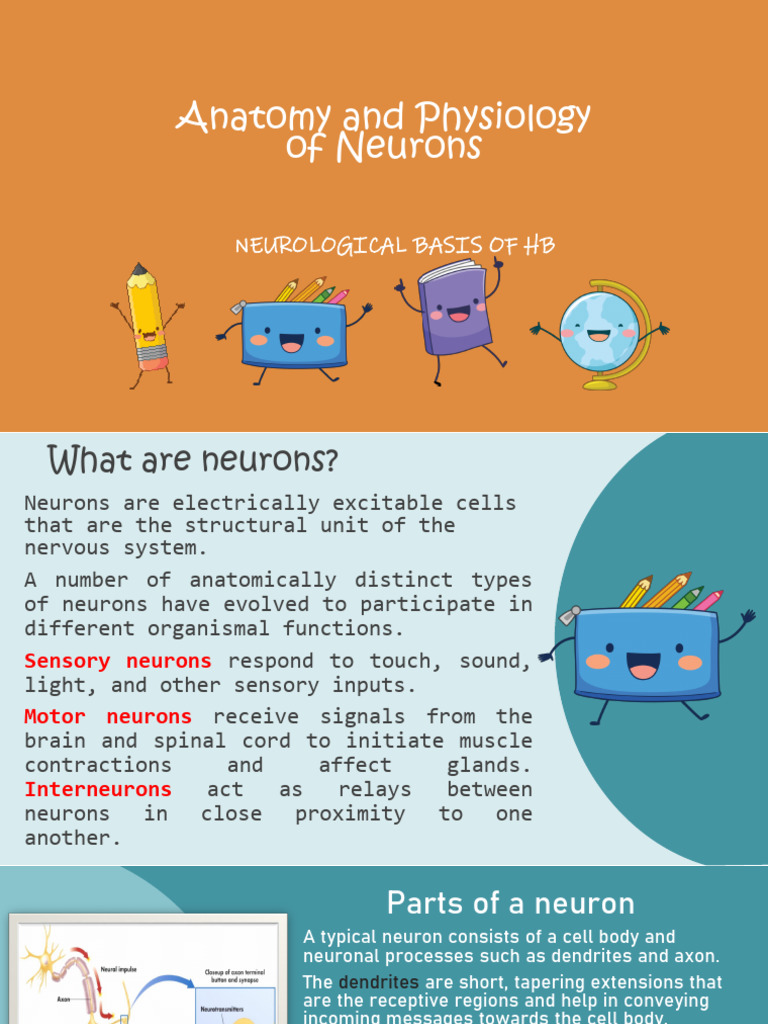 Neurons | Download Free PDF | Neuron | Action Potential